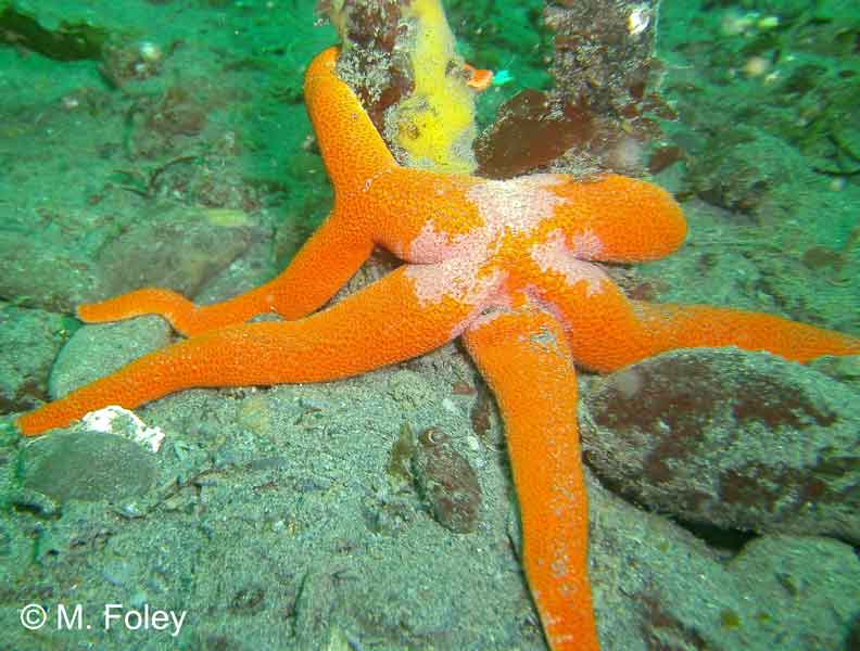 Aberrations-Mutations-Twins